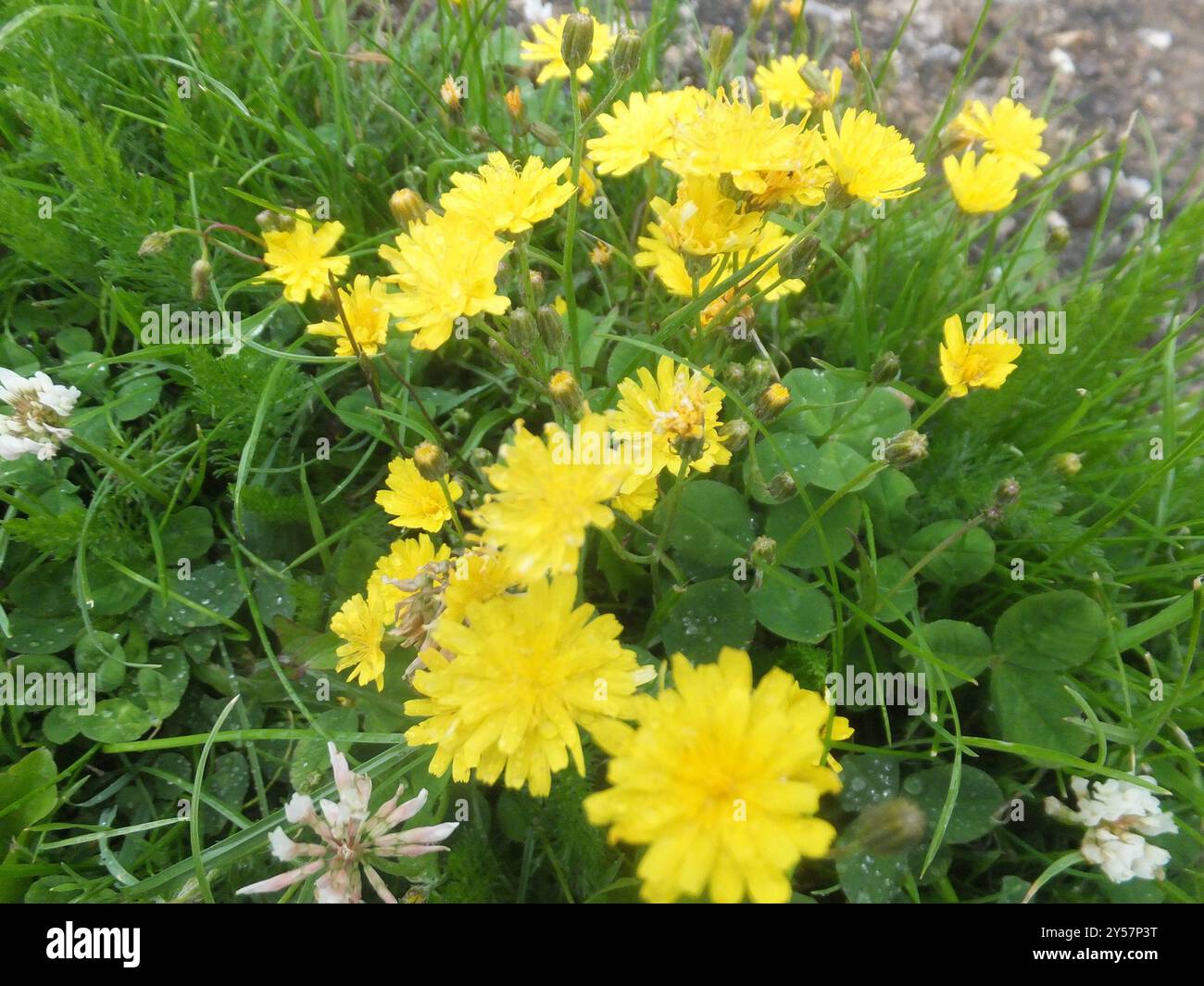 Smooth hawksbeard (Crepis capillaris) Plantae Stock Photo - Alamy