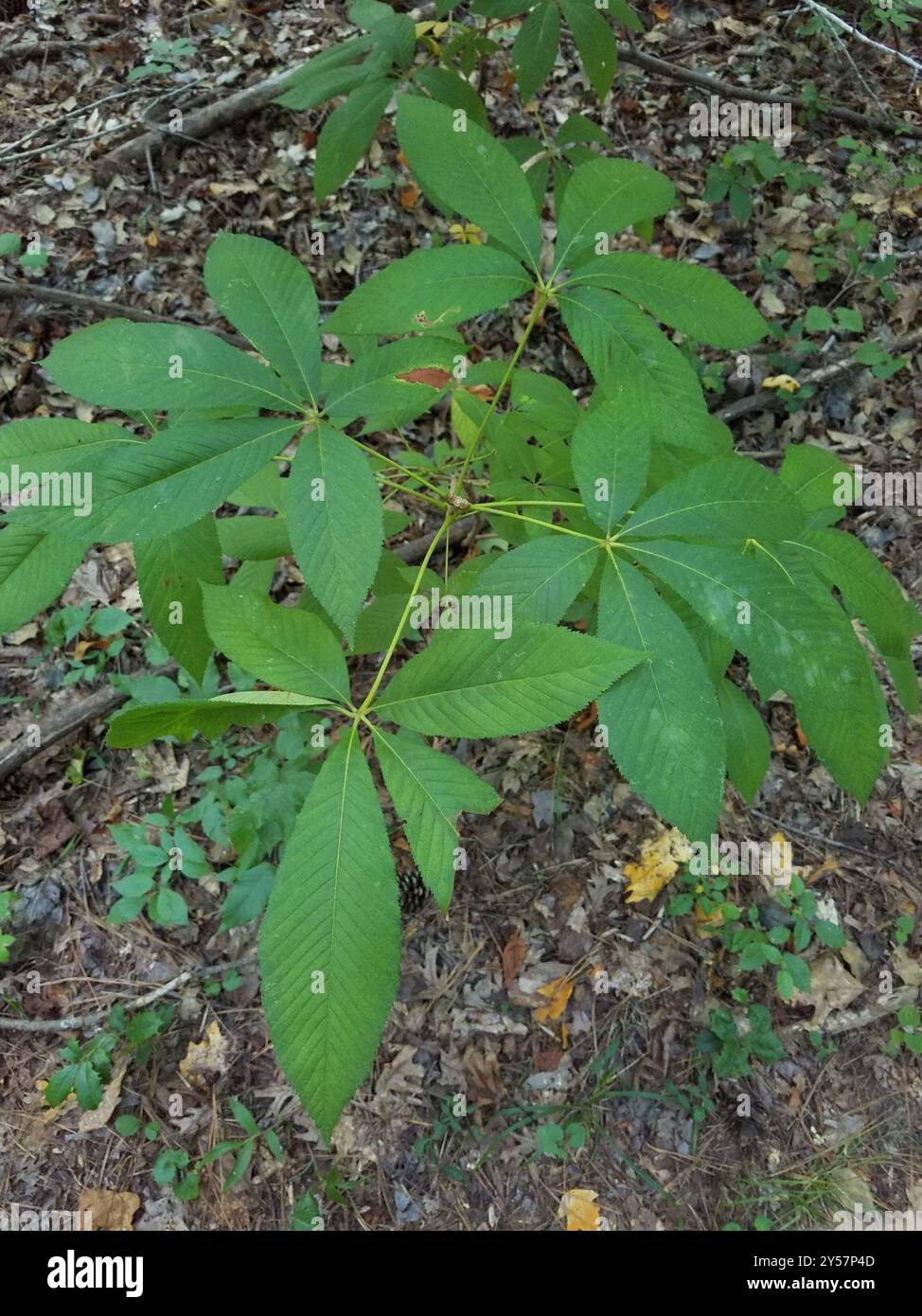 painted buckeye (Aesculus sylvatica) Plantae Stock Photo - Alamy