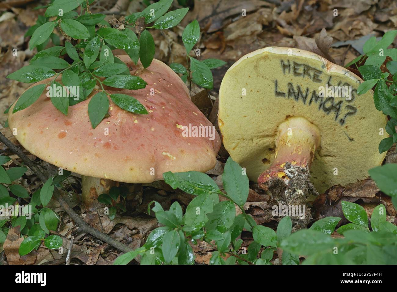Bouillon Bolete (Lanmaoa pallidorosea) Fungi Stock Photo - Alamy