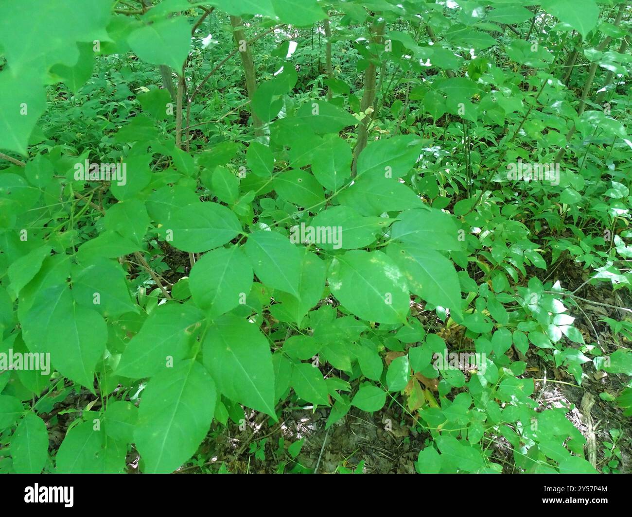 American bladdernut (Staphylea trifolia) Plantae Stock Photo - Alamy