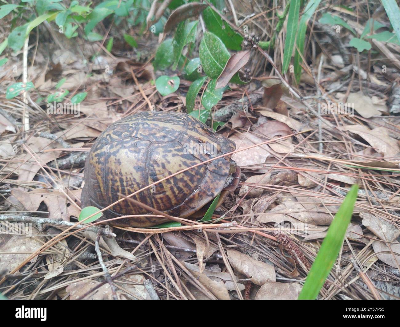 Florida box turtle terrapene carolina bauri hi-res stock photography ...