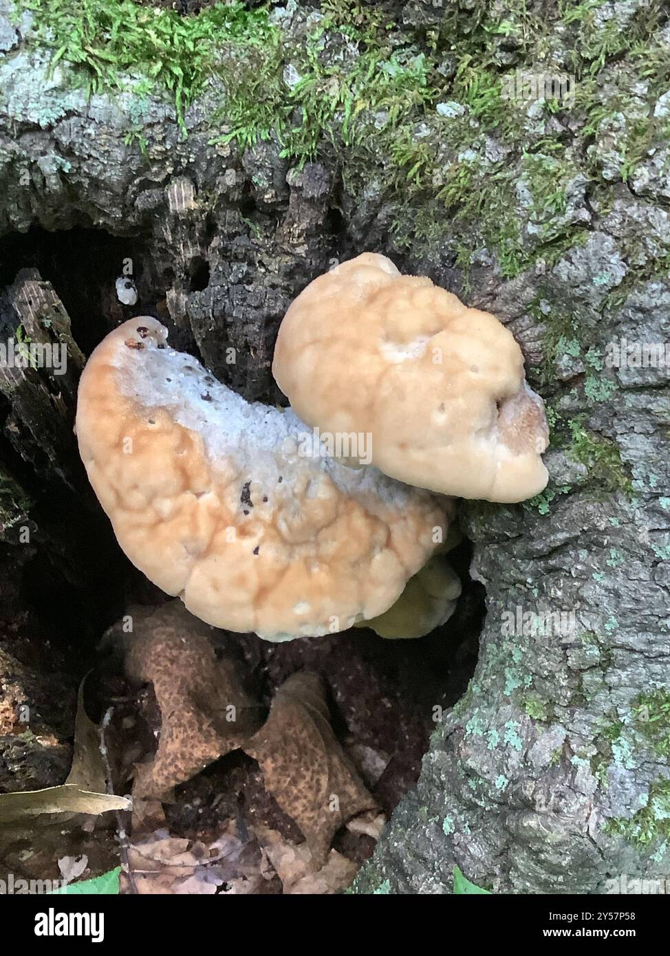 green cheese polypore (Fomitopsis spraguei) Fungi Stock Photo - Alamy