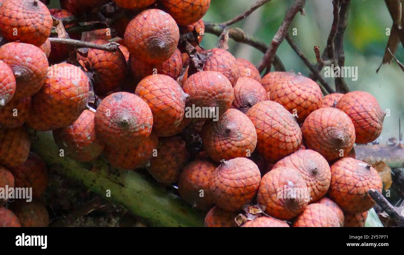 Rattan fruit (Manau, hoe, jernang, buah ular, Littuko) on the tree. The ...