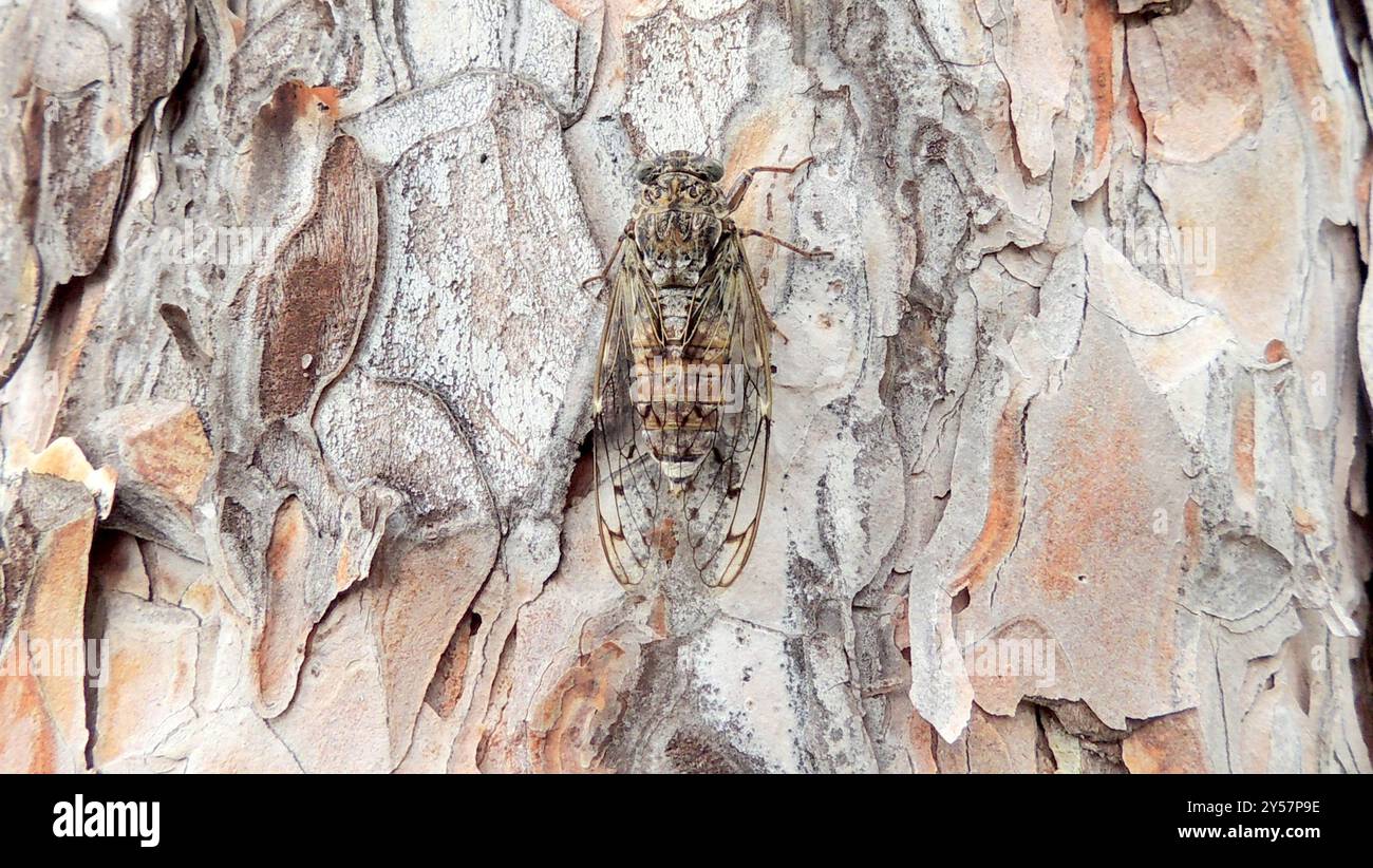 Ash Cicada (Cicada orni) Insecta Stock Photo - Alamy