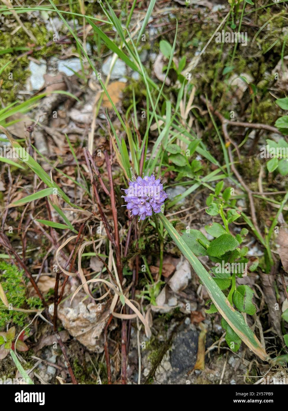 Devil's-bit Scabious (Succisa pratensis) Plantae Stock Photo - Alamy