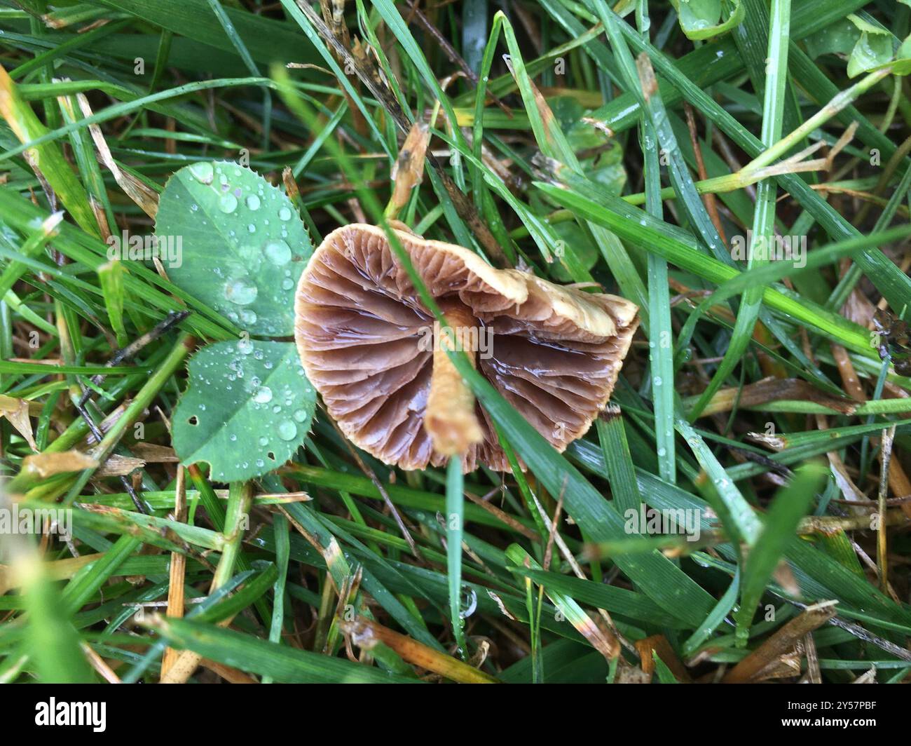 Common Fieldcap (Agrocybe pediades) Fungi Stock Photo - Alamy