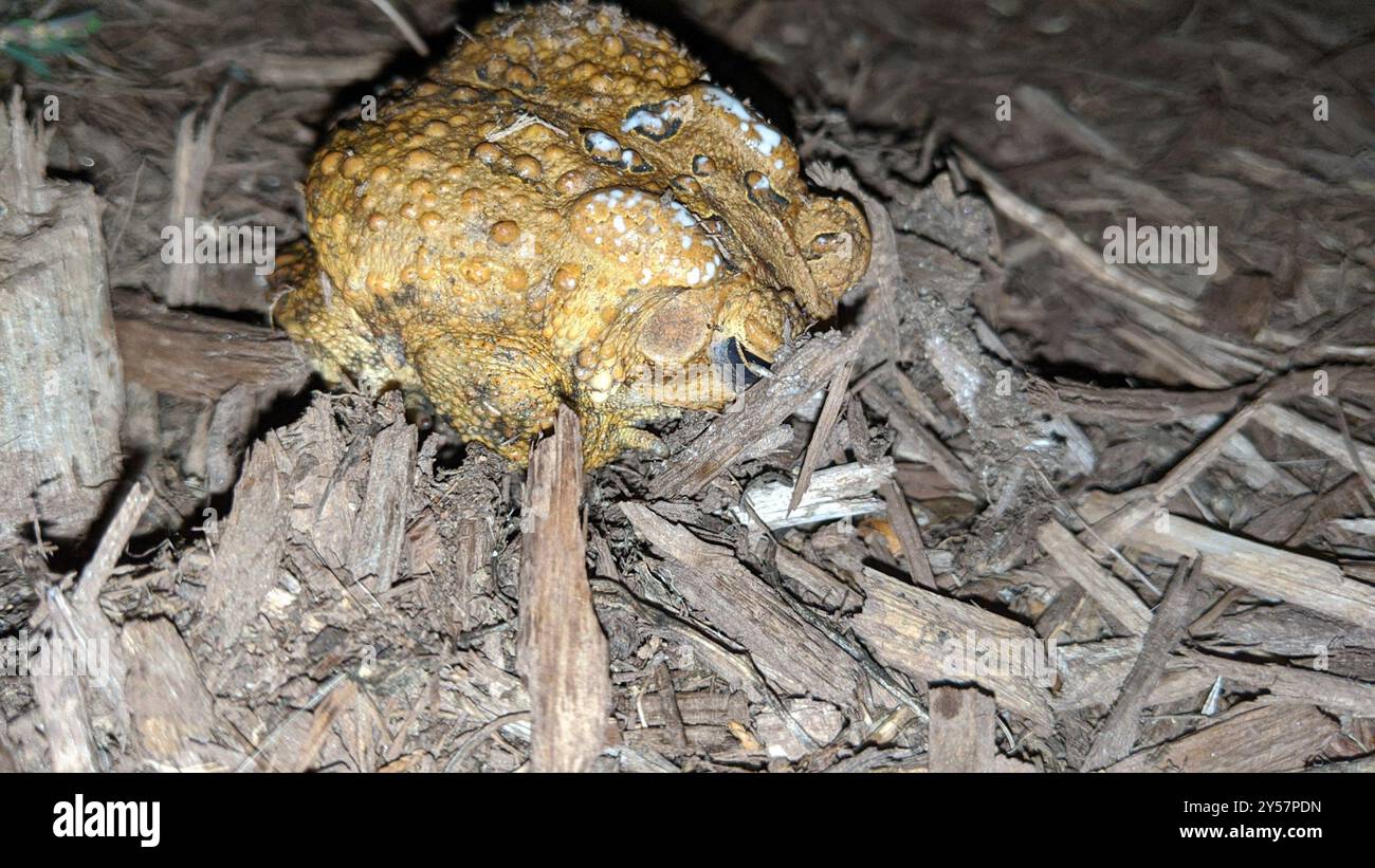 Eastern American Toad (Anaxyrus americanus americanus) Amphibia Stock ...