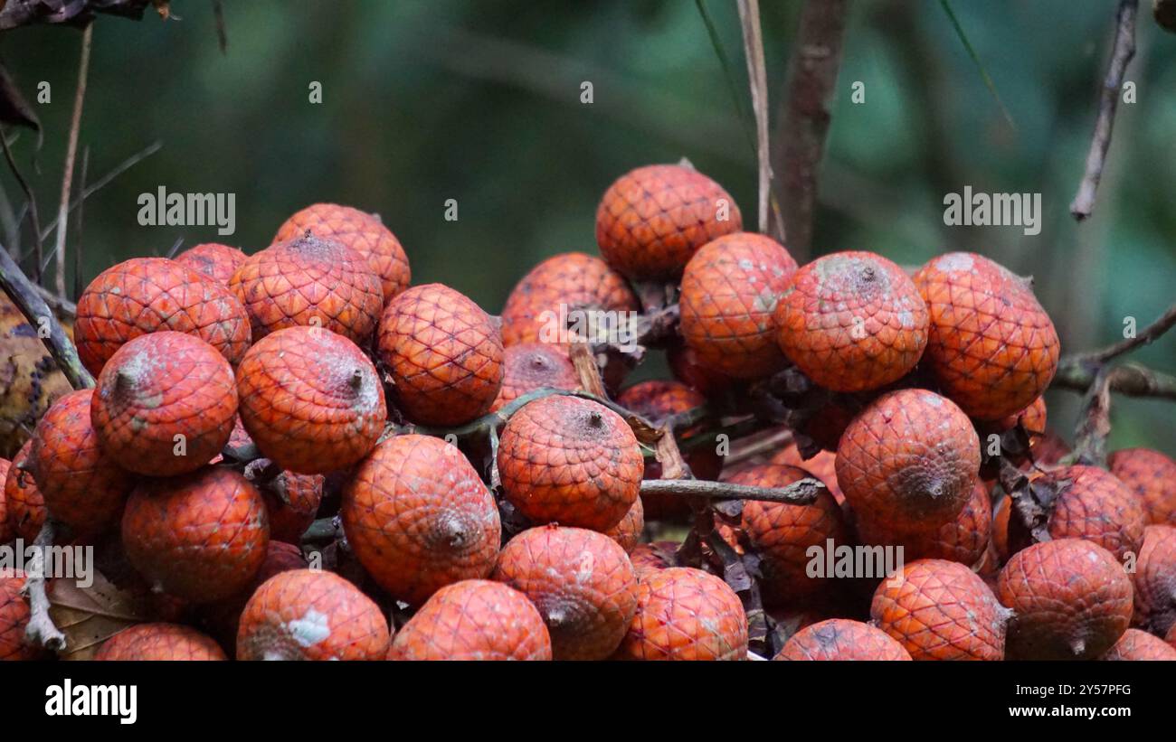 Rattan fruit (Manau, hoe, jernang, buah ular, Littuko) on the tree. The ...