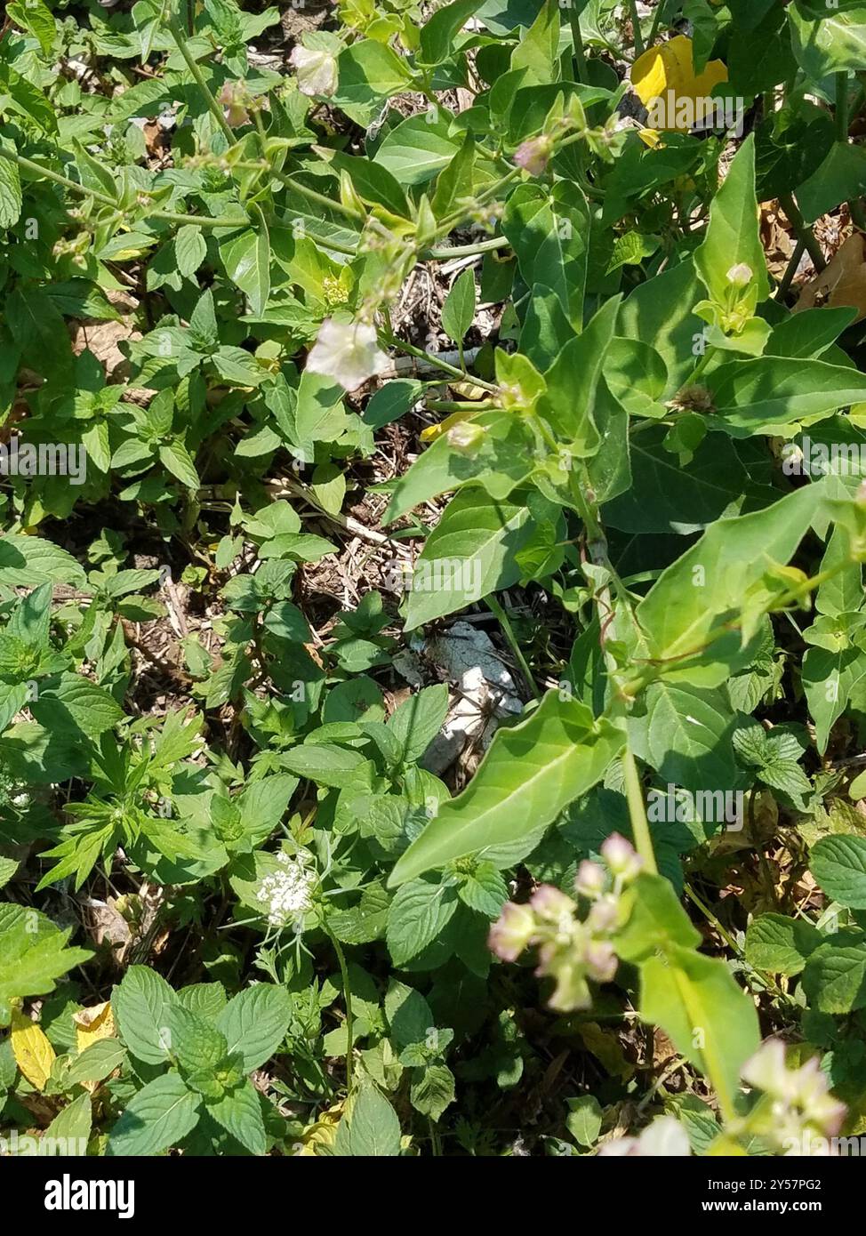 Wild Four o'Clock (Mirabilis nyctaginea) Plantae Stock Photo - Alamy