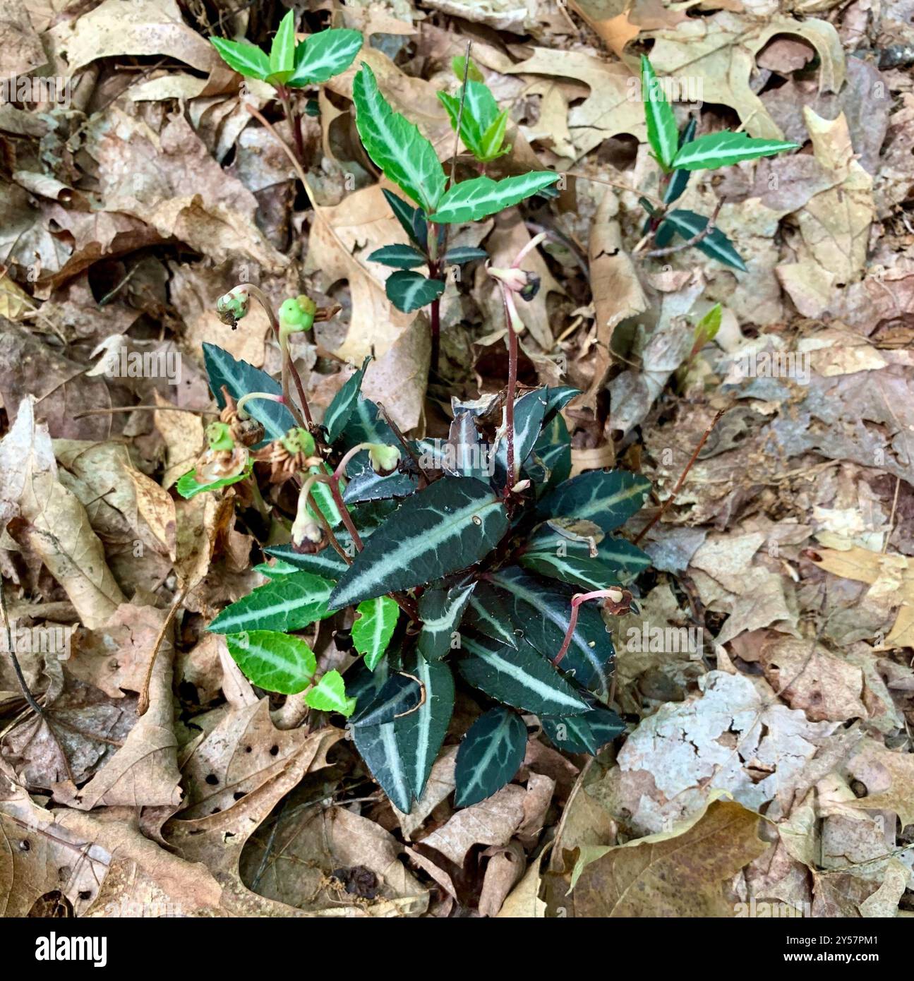 striped wintergreen (Chimaphila maculata) Plantae Stock Photo - Alamy