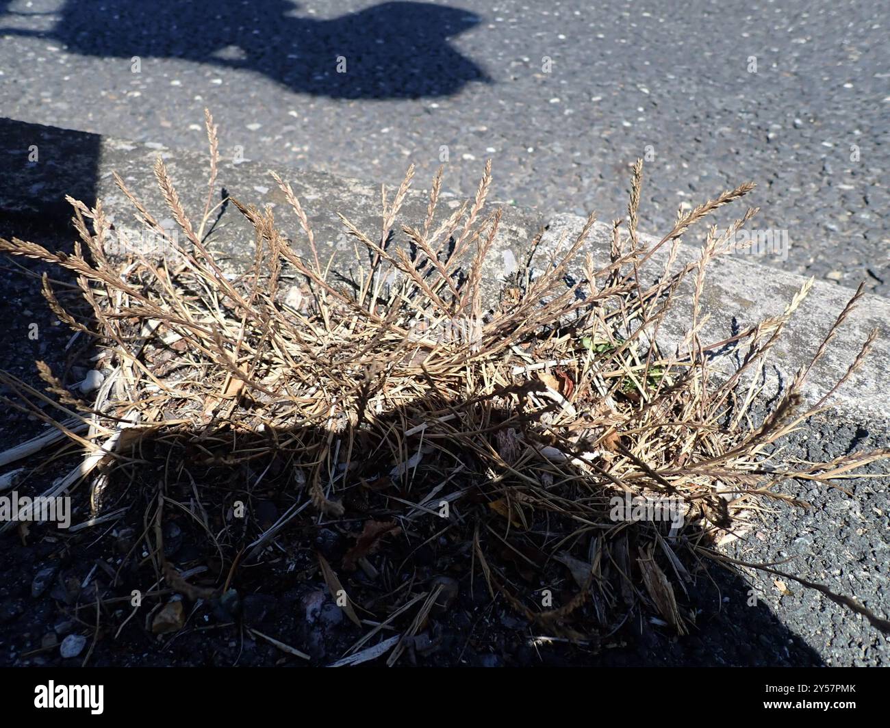 Sea Fern-grass (Catapodium marinum) Plantae Stock Photo - Alamy