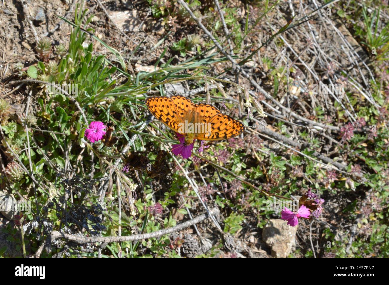 Dark Green Fritillary (Argynnis aglaja) Insecta Stock Photo - Alamy