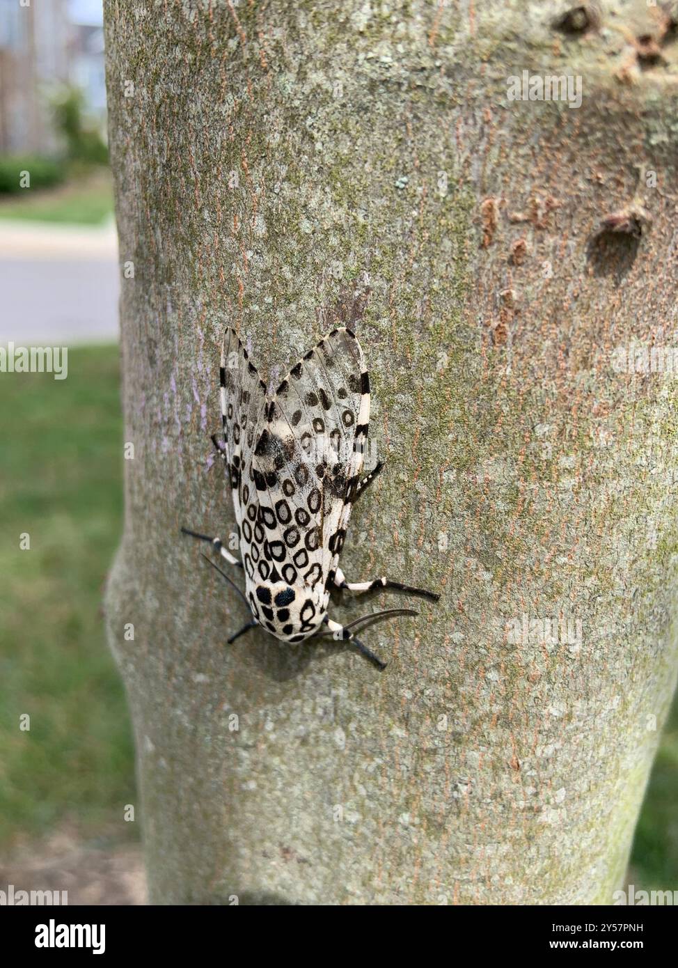 Giant Leopard Moth (Hypercompe scribonia) Insecta Stock Photo - Alamy