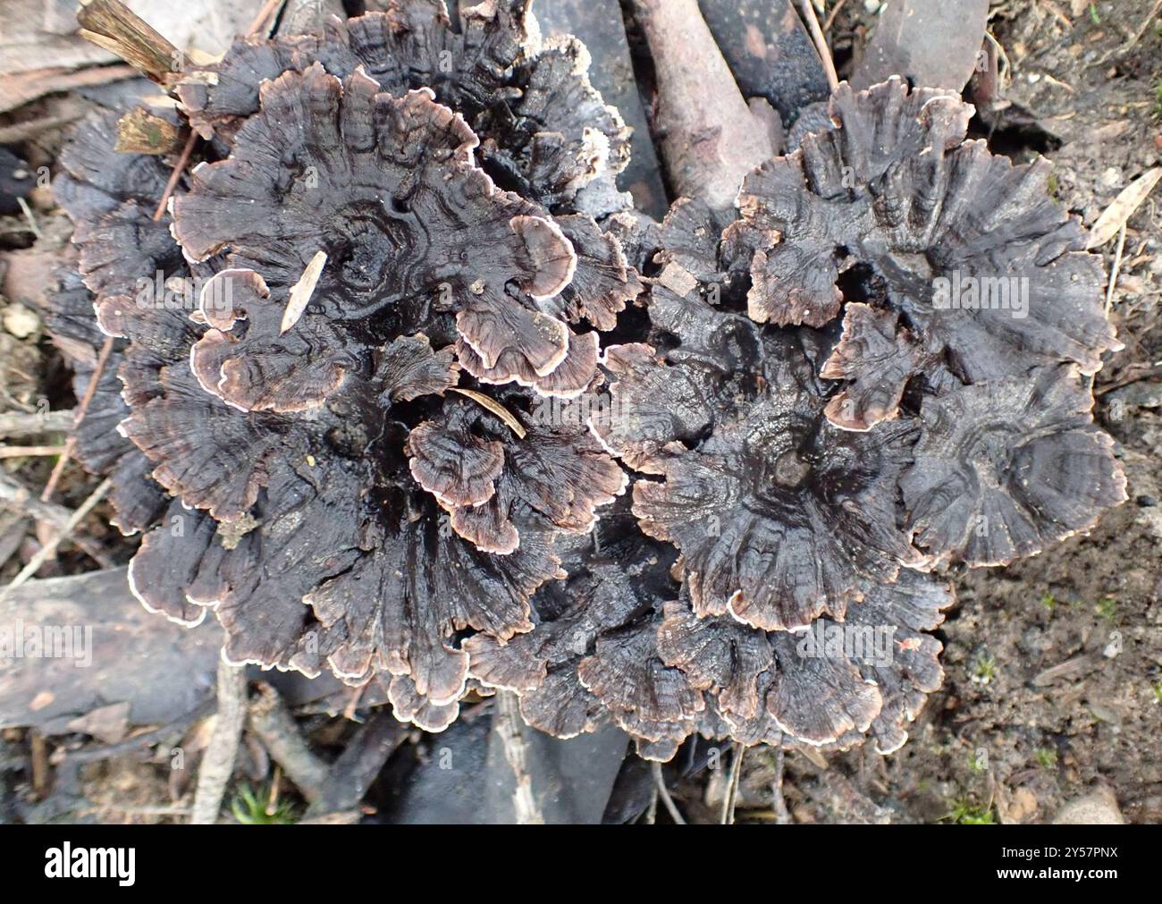 Black Tooth (Phellodon niger) Fungi Stock Photo - Alamy