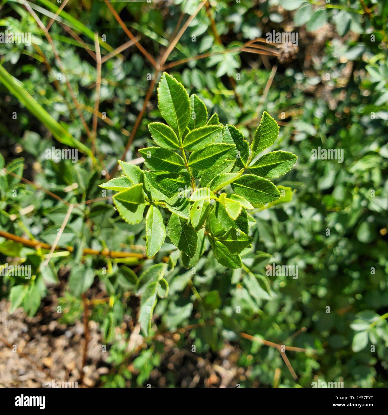 California Ash (Fraxinus dipetala) Plantae Stock Photo - Alamy