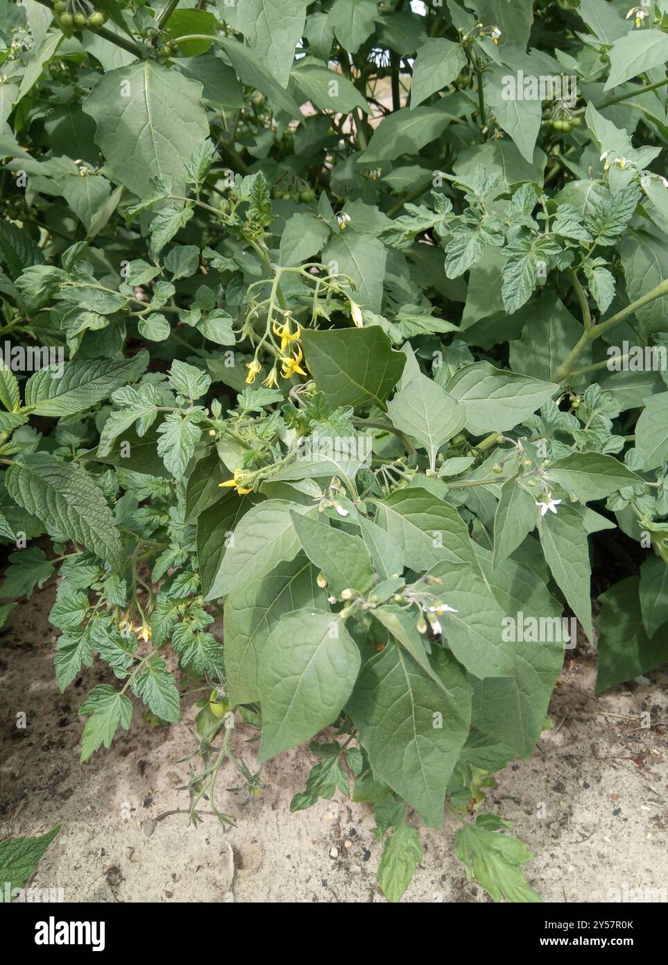 tomato (Solanum lycopersicum) Plantae Stock Photo - Alamy