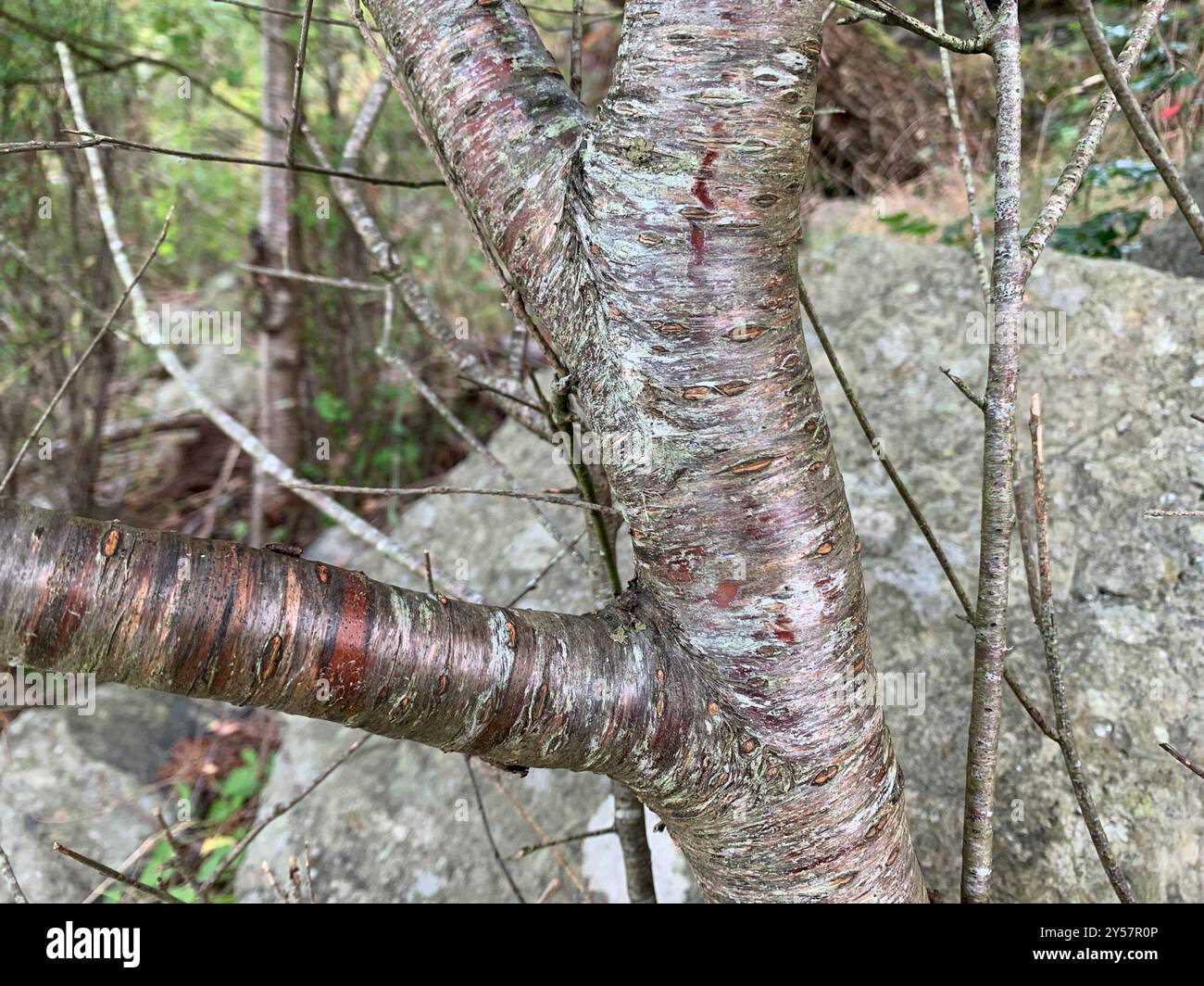 Bitter cherry (Prunus emarginata) Plantae Stock Photo - Alamy