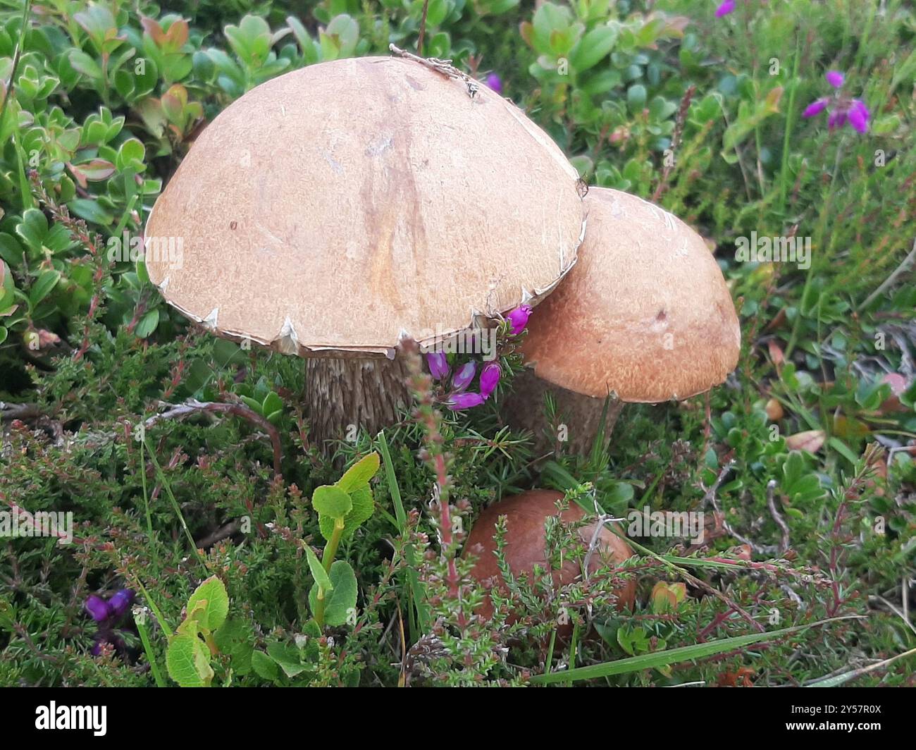 Red-capped Scaber Stalk (Leccinum aurantiacum) Fungi Stock Photo - Alamy