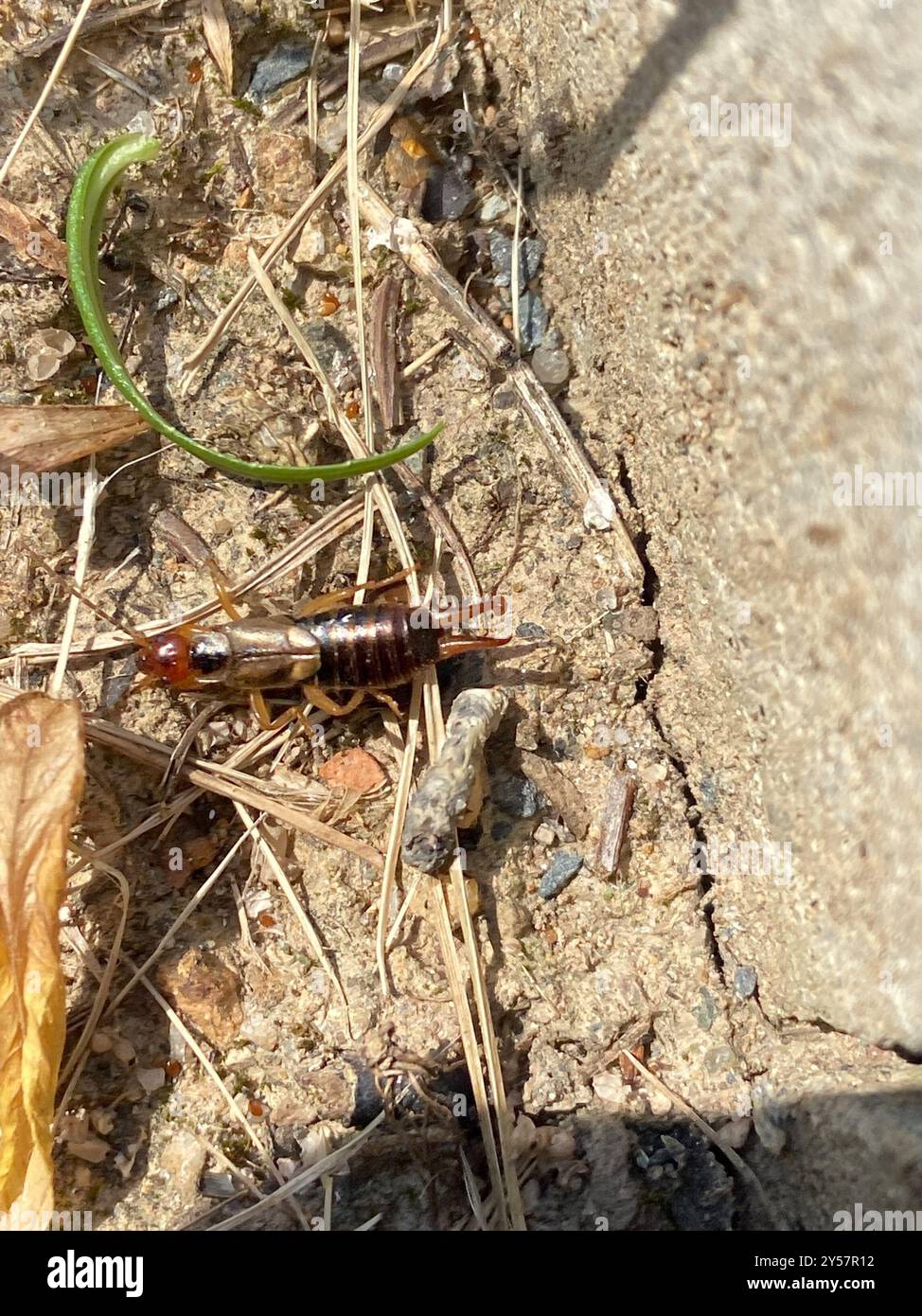 European Earwig Complex (Forficula auricularia) Insecta Stock Photo - Alamy