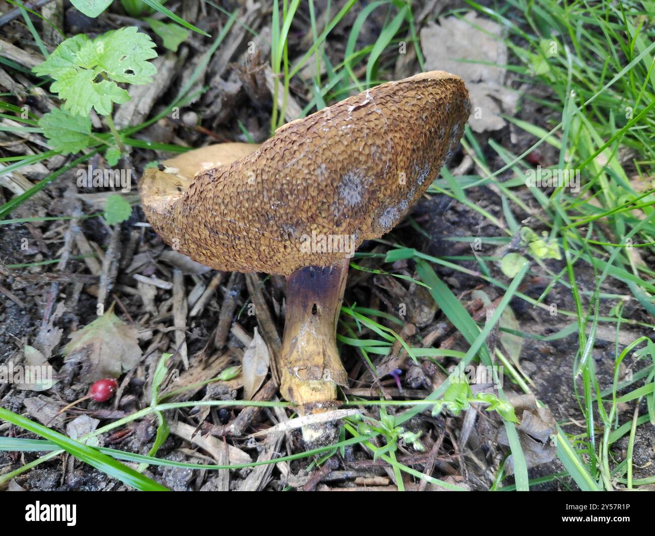 boletes (Boletaceae) Fungi Stock Photo - Alamy