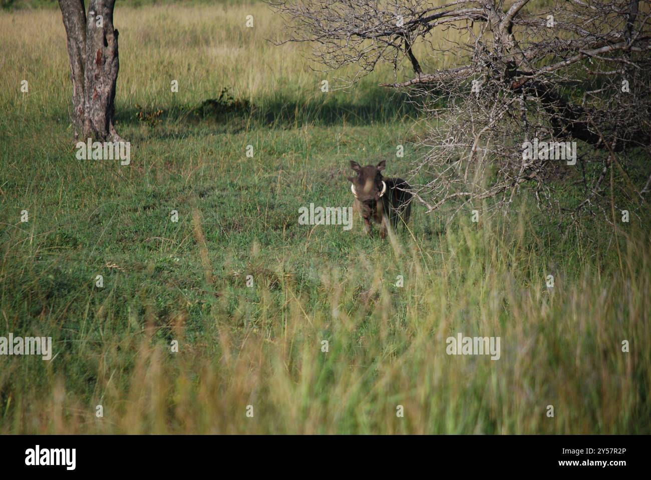 Southern Warthog (Phacochoerus africanus sundevallii) Mammalia Stock ...