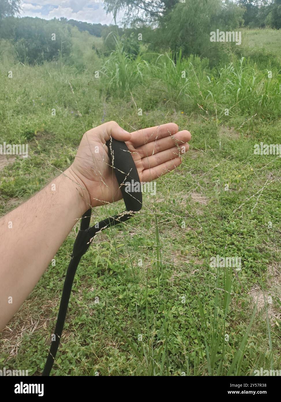 Kleingrass (Panicum coloratum) Plantae Stock Photo - Alamy