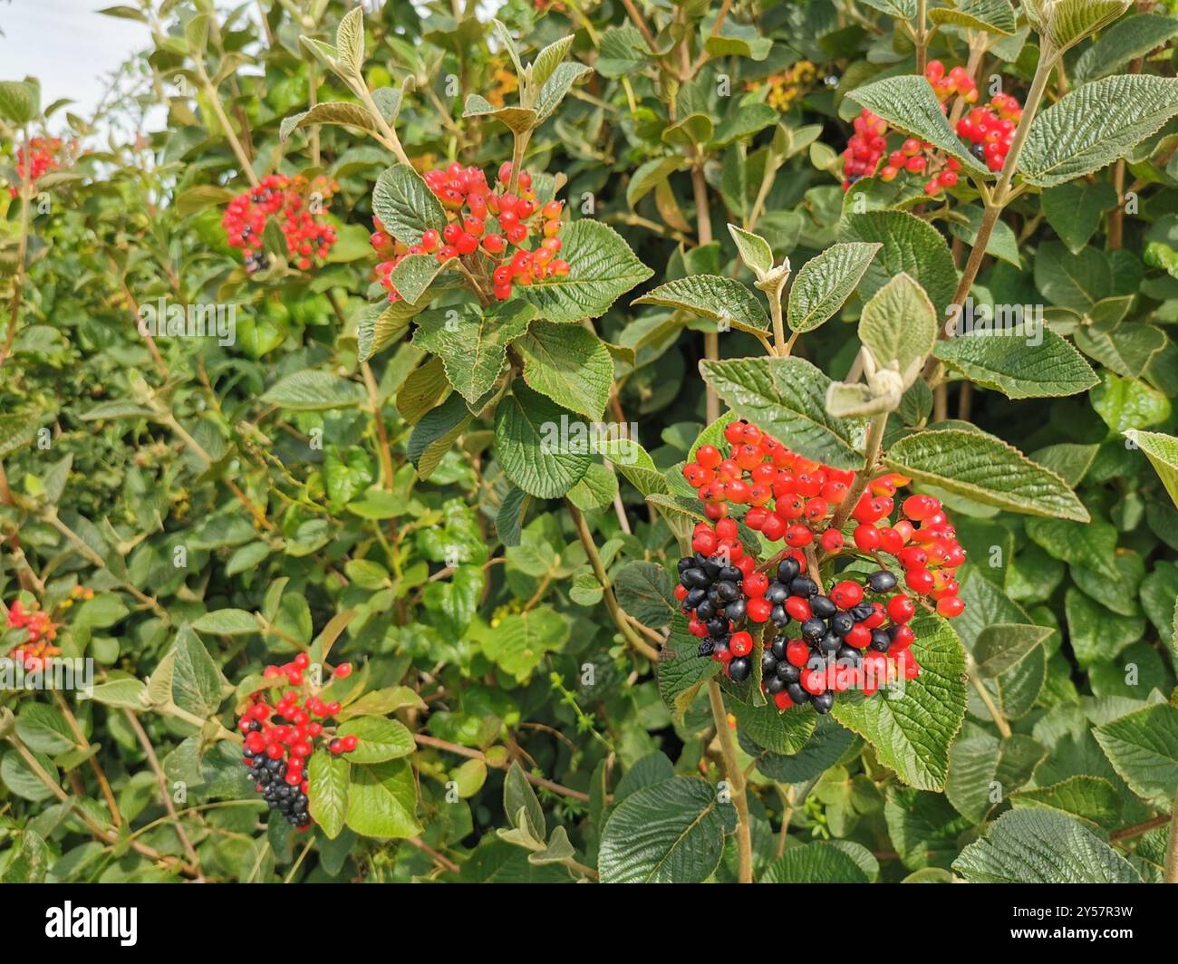 Wayfaring-tree (Viburnum lantana) Plantae Stock Photo - Alamy