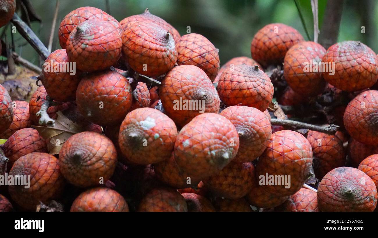 Rattan fruit (Manau, hoe, jernang, buah ular, Littuko) on the tree. The ...