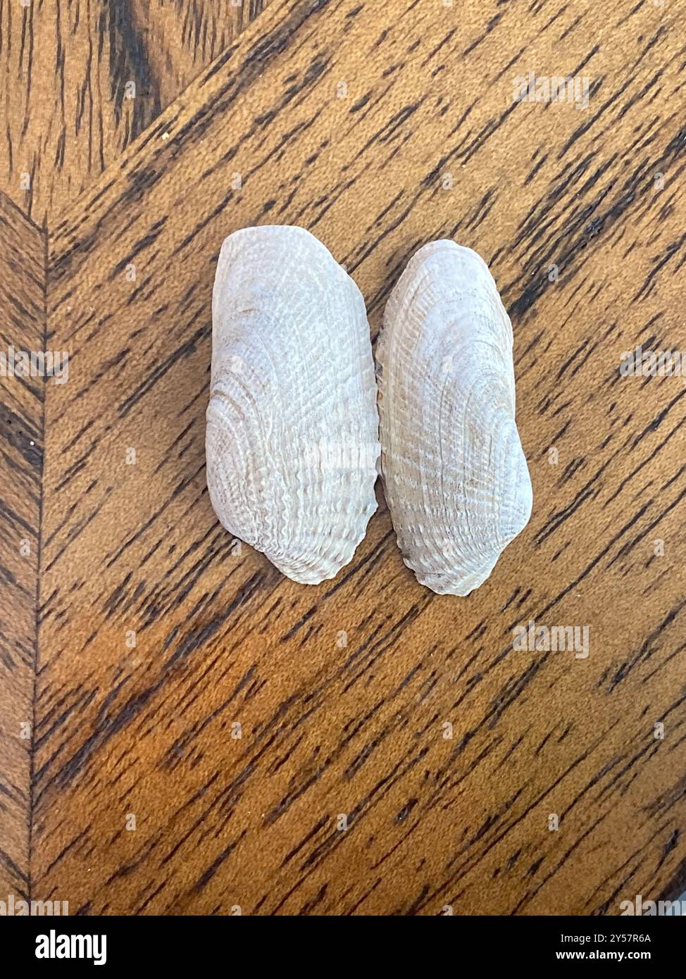 False Angelwing (Petricolaria pholadiformis) Mollusca Stock Photo - Alamy