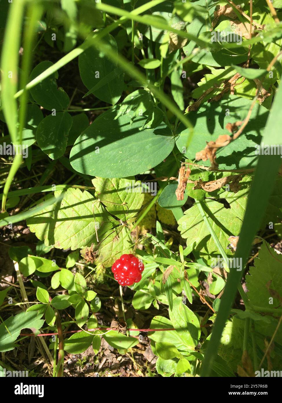dwarf raspberry (Rubus pubescens) Plantae Stock Photo - Alamy