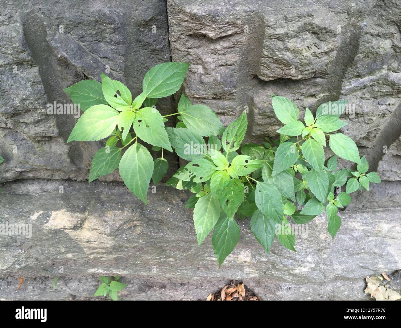 three-seeded mercuries (Acalypha) Plantae Stock Photo - Alamy