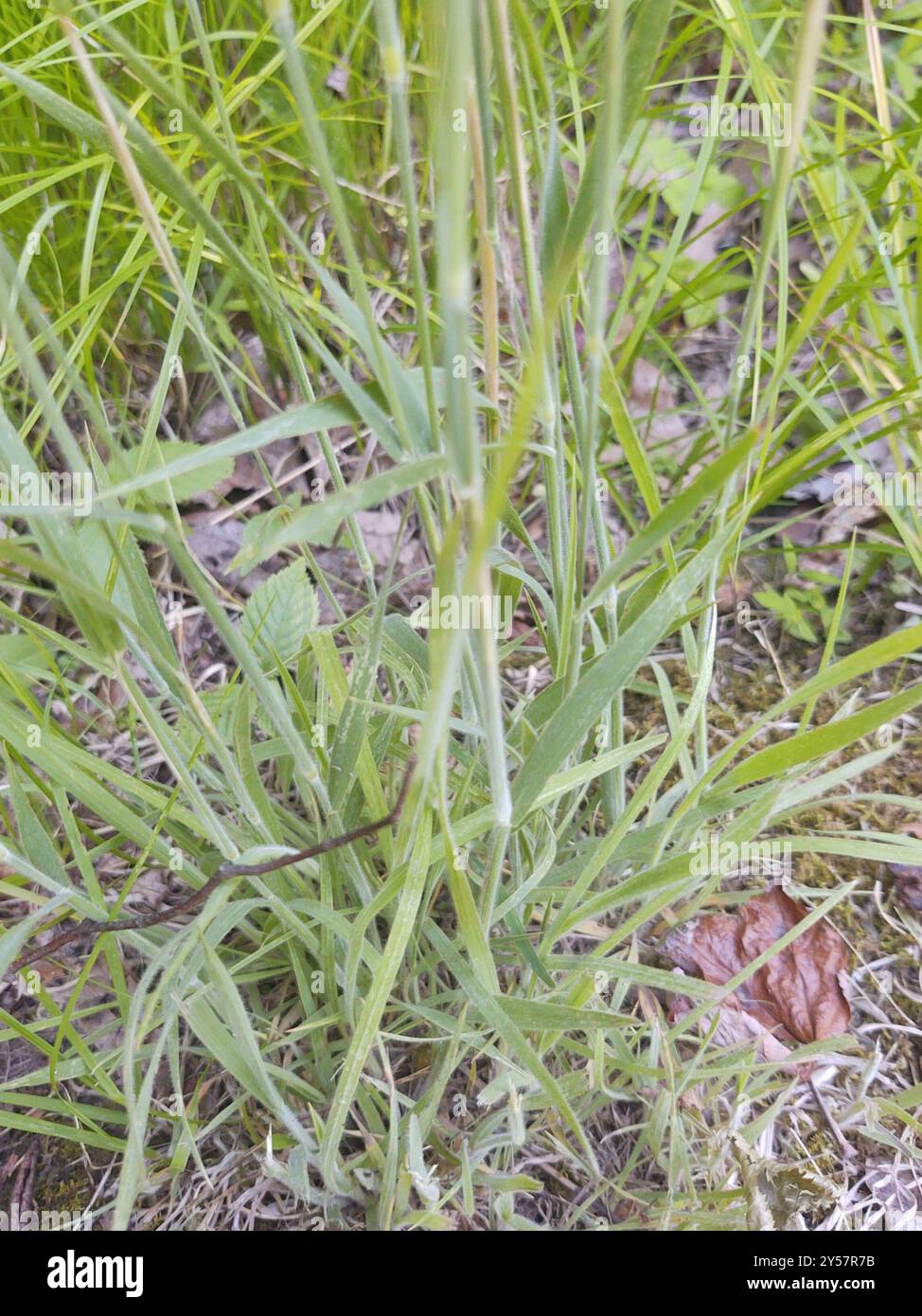 grasses (Poaceae) Plantae Stock Photo - Alamy