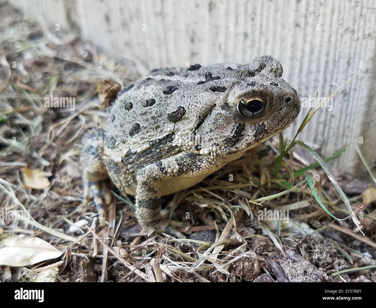 Fowler's Toad (Anaxyrus fowleri) Amphibia Stock Photo - Alamy