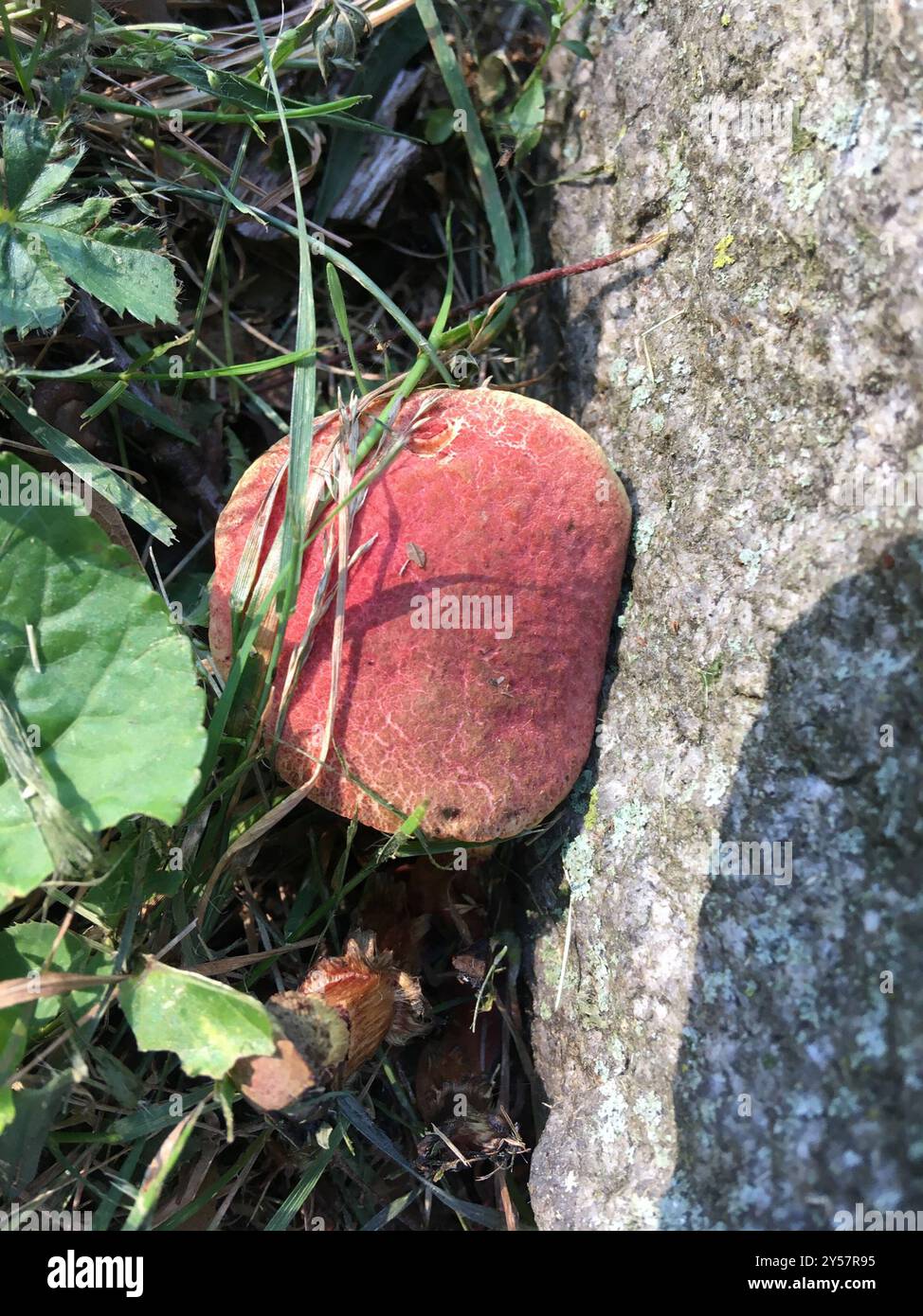 Ruby Bolete (Hortiboletus rubellus) Fungi Stock Photo - Alamy