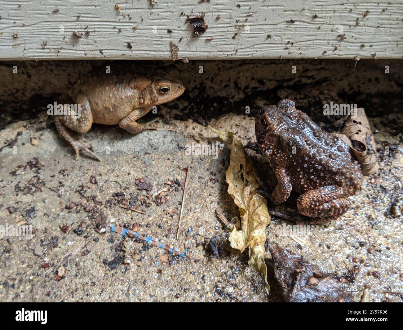 American Toad (Anaxyrus americanus) Amphibia Stock Photo - Alamy