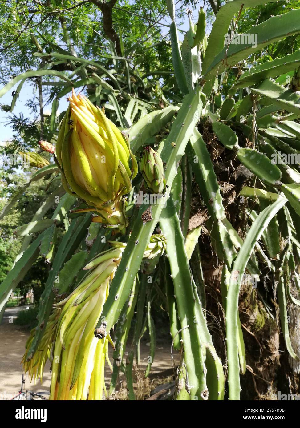 Red-fleshed dragonfruit (Selenicereus costaricensis) Plantae Stock ...