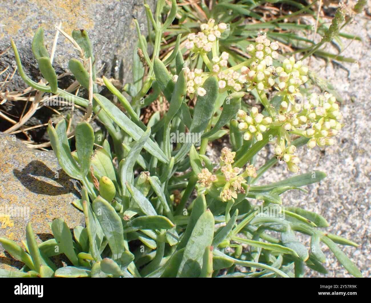 rock samphire (Crithmum maritimum) Plantae Stock Photo - Alamy