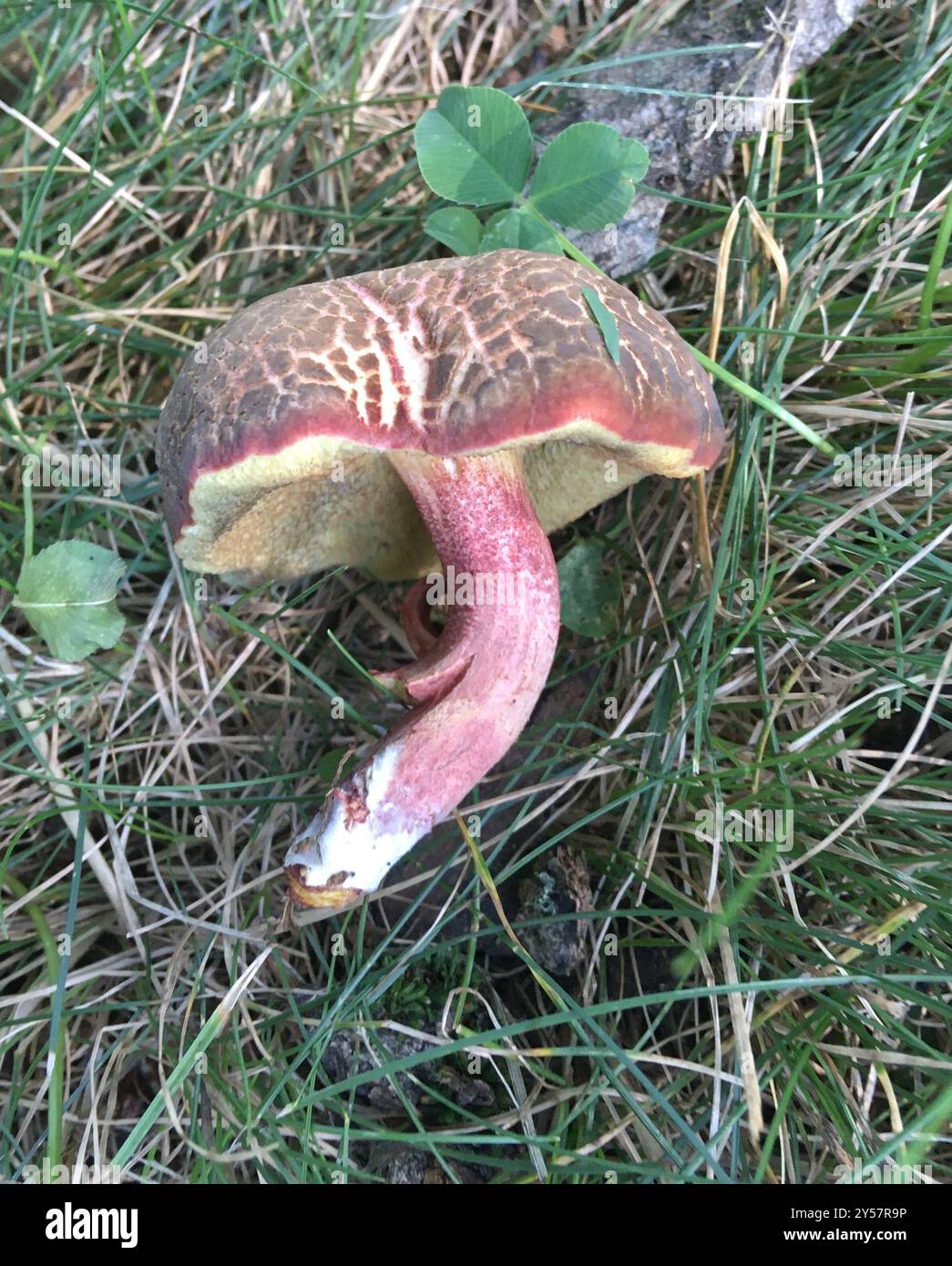 Red-cracking Bolete (Xerocomellus chrysenteron) Fungi Stock Photo - Alamy