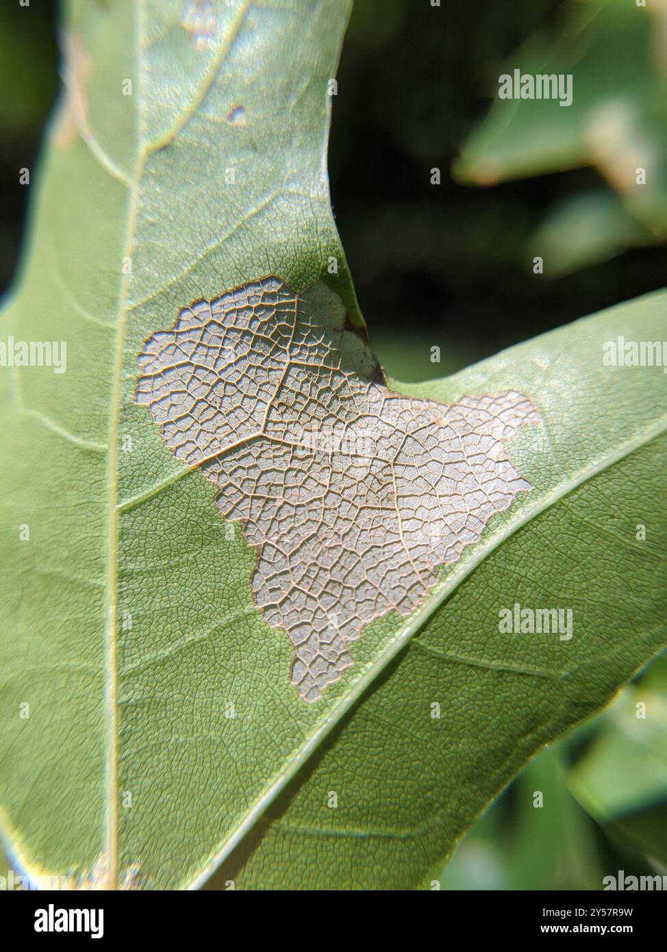Oak Skeletonizer Moth (Bucculatrix ainsliella) Insecta Stock Photo - Alamy