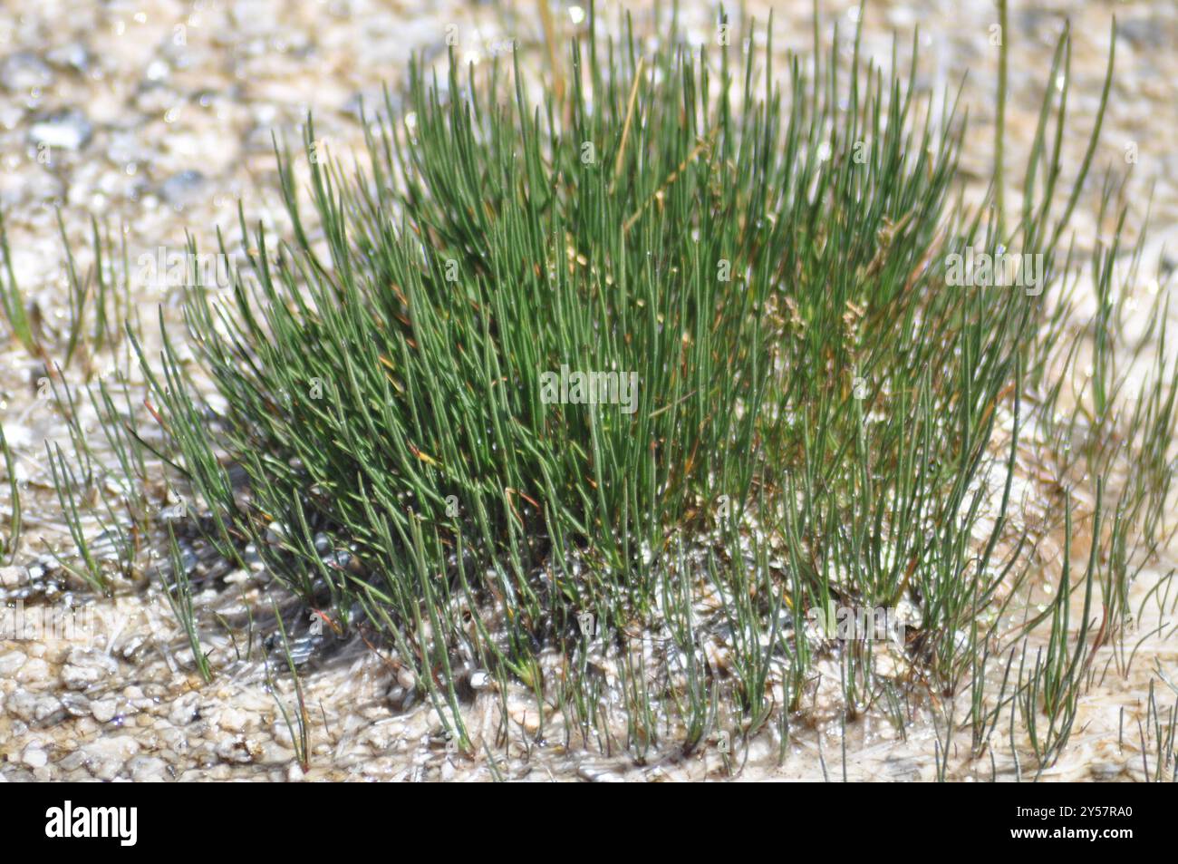 common arrowgrass (Triglochin maritima) Plantae Stock Photo - Alamy