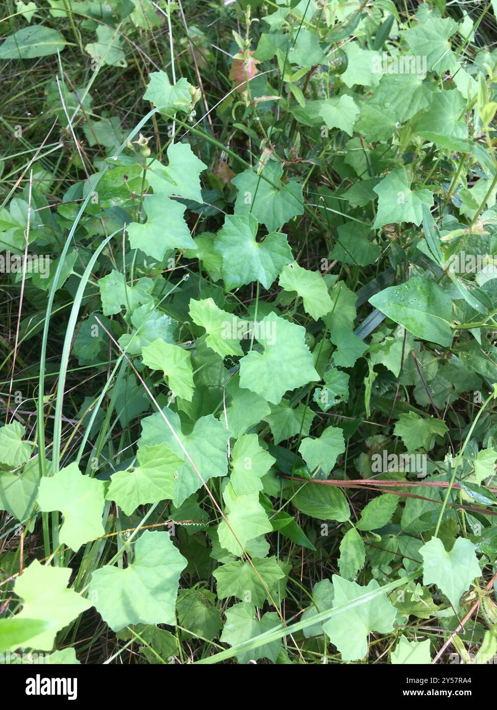creeping cucumber (Melothria pendula) Plantae Stock Photo - Alamy
