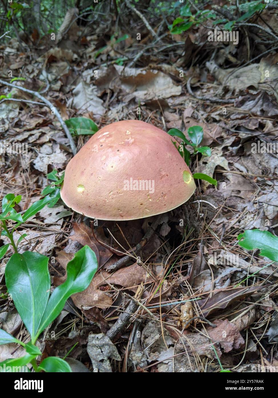 two-colored bolete (Baorangia bicolor) Fungi Stock Photo - Alamy