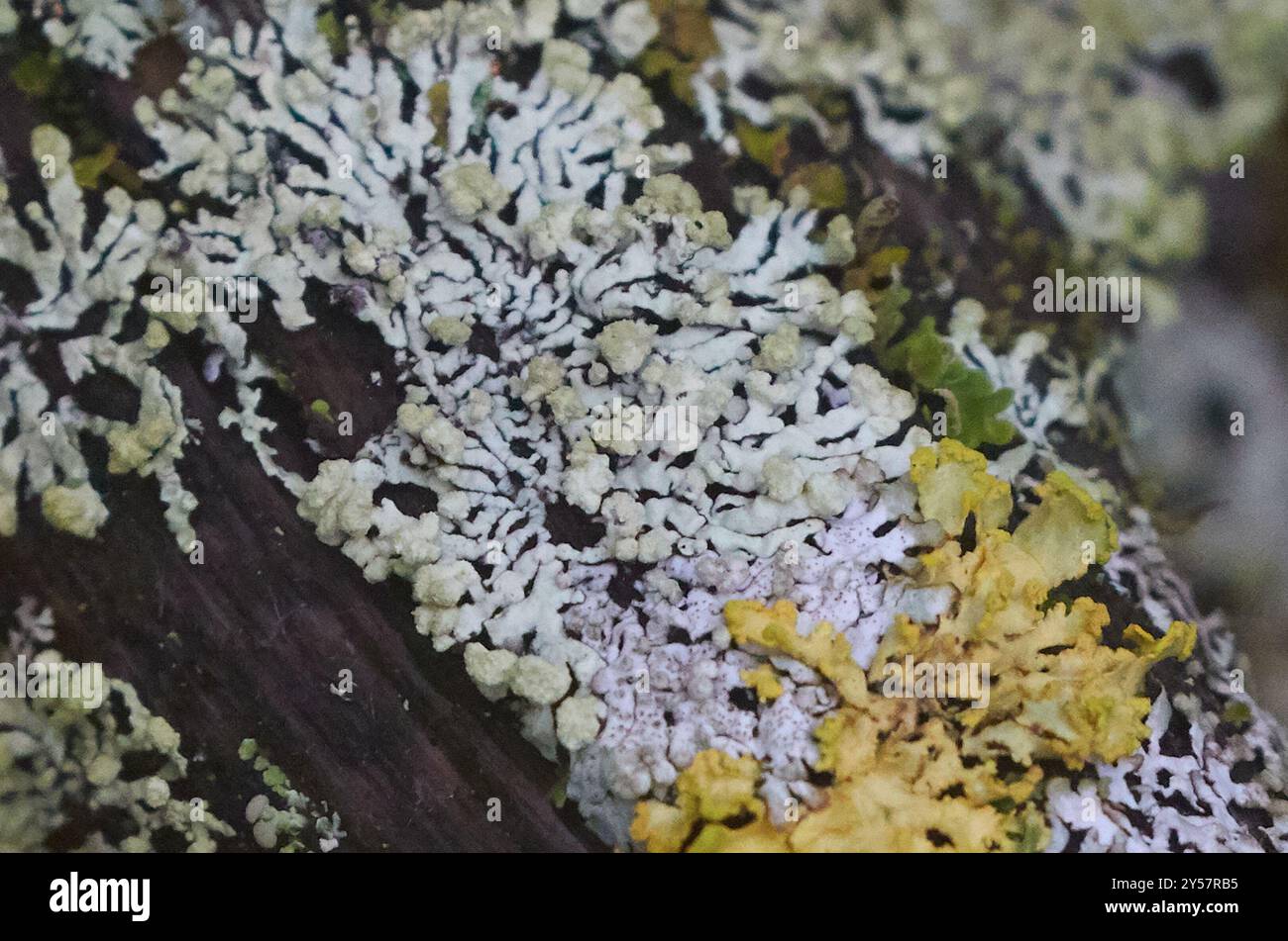 Powder-tipped Starburst Lichen (Parmeliopsis capitata) Fungi Stock ...