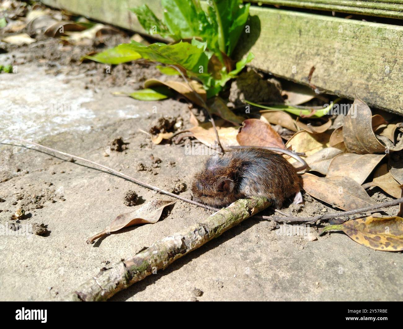 European Wood Mouse (Apodemus sylvaticus) Mammalia Stock Photo - Alamy