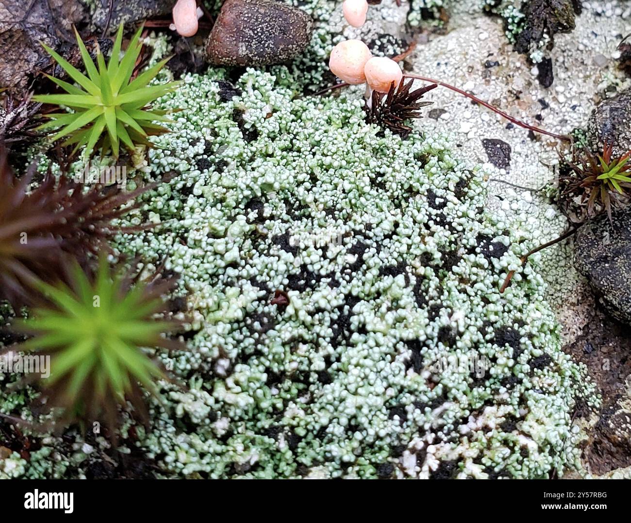 Granular Mottled-disk Lichen (Trapeliopsis granulosa) Fungi Stock Photo ...