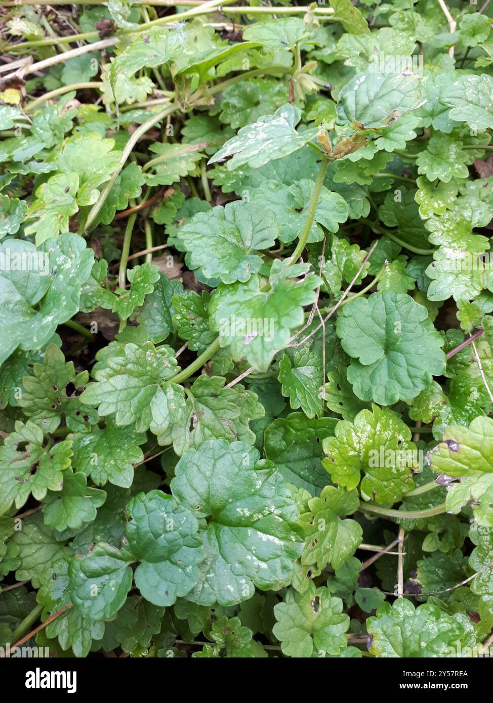 ground-ivy (Glechoma hederacea) Plantae Stock Photo - Alamy