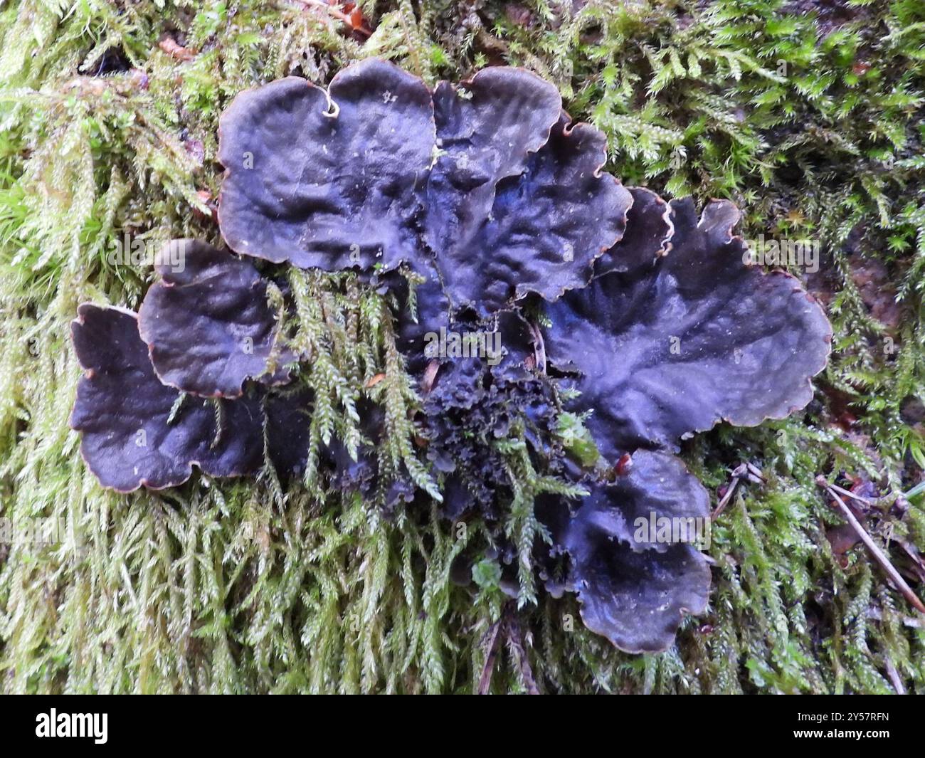 scaly pelt lichen (Peltigera praetextata) Fungi Stock Photo - Alamy