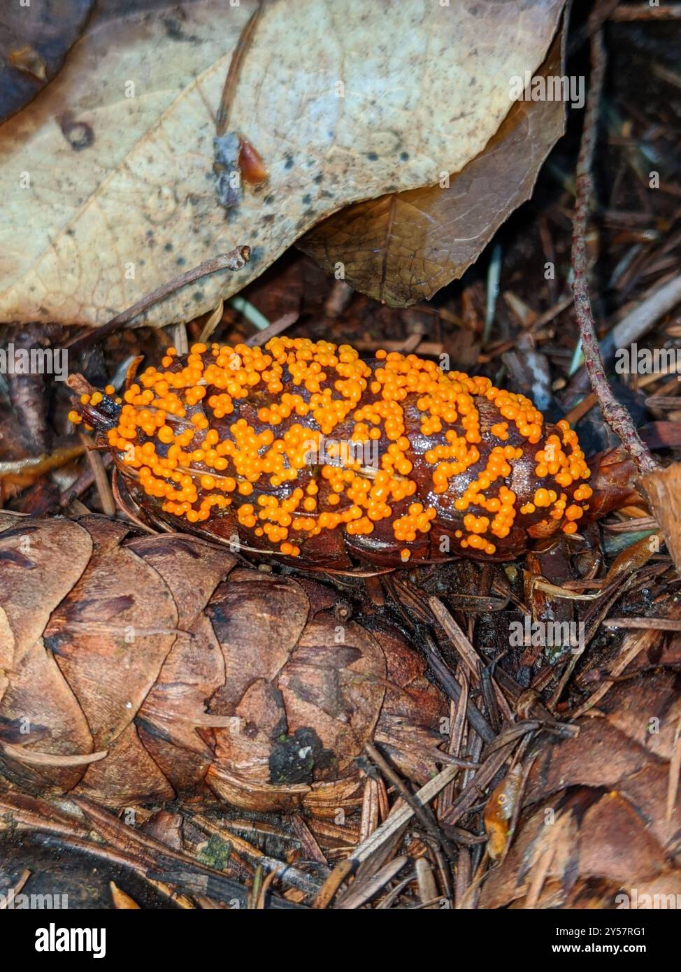 slime molds (Mycetozoa) Protozoa Stock Photo - Alamy