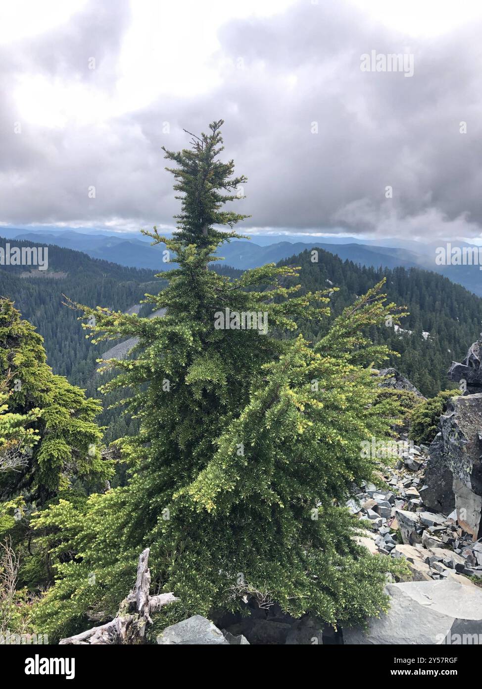 mountain hemlock (Tsuga mertensiana) Plantae Stock Photo - Alamy