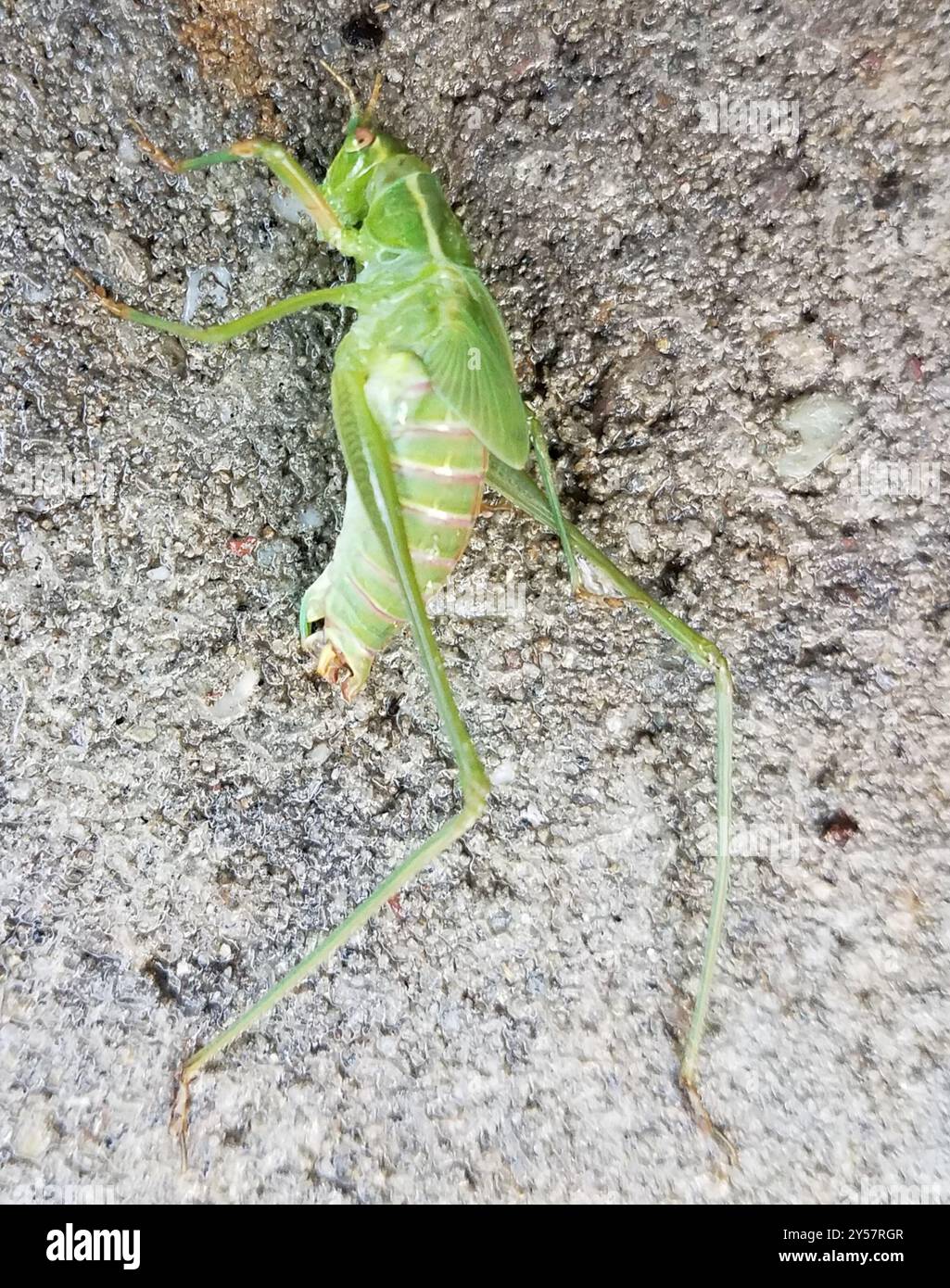 Scudder's Bush Katydids (Scudderia) Insecta Stock Photo - Alamy